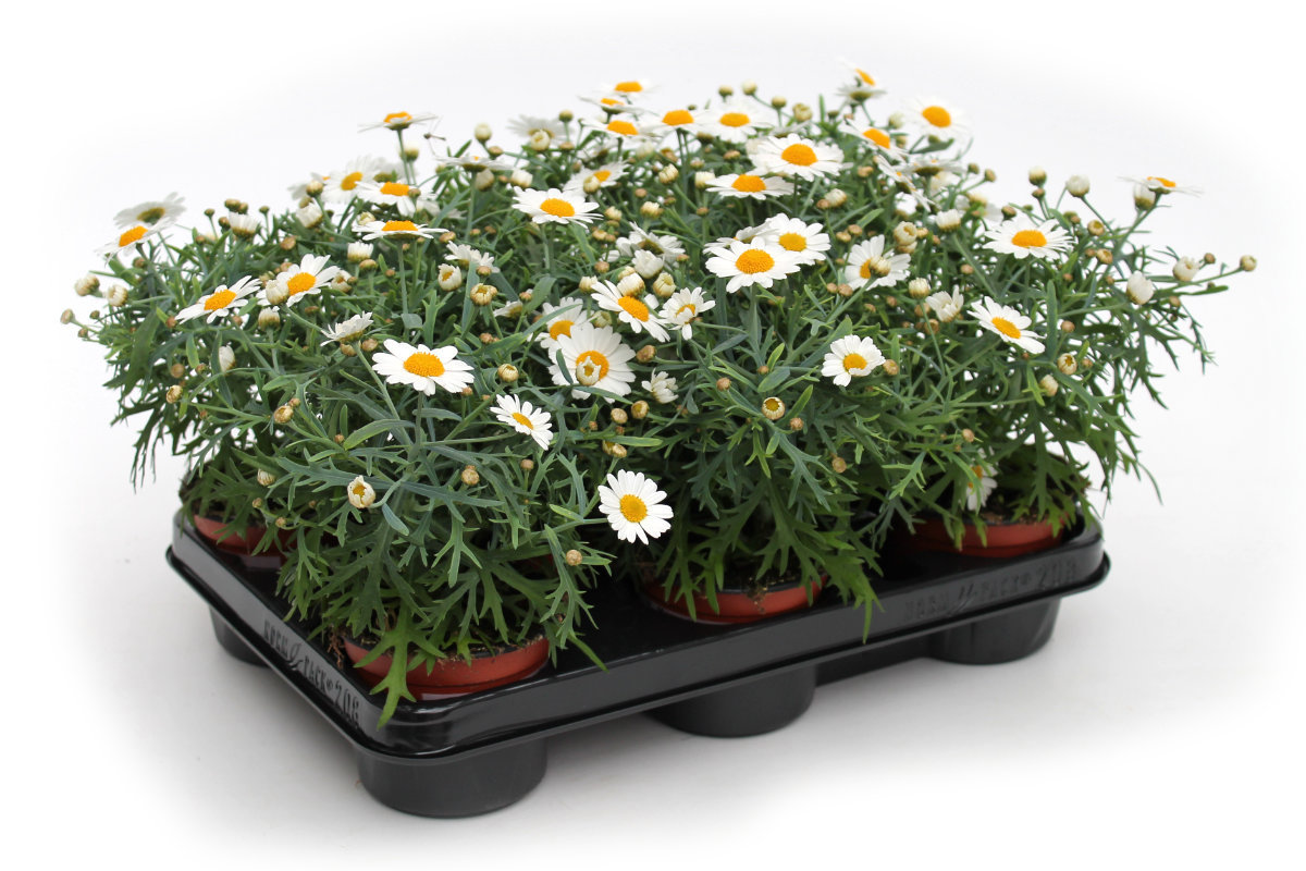 Margeriten, 8 Pflanzen - Wir brauchen Blumen