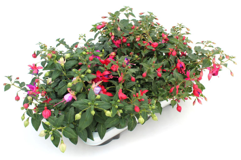 Fuchsien hängend Mix, 6 Pflanzen - Wir brauchen Blumen
