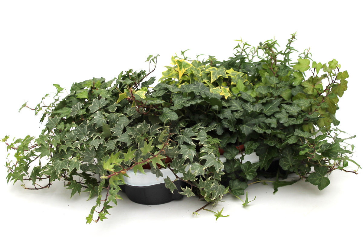 Efeu - Hedera Mix, 6 Pflanzen - Wir brauchen Blumen