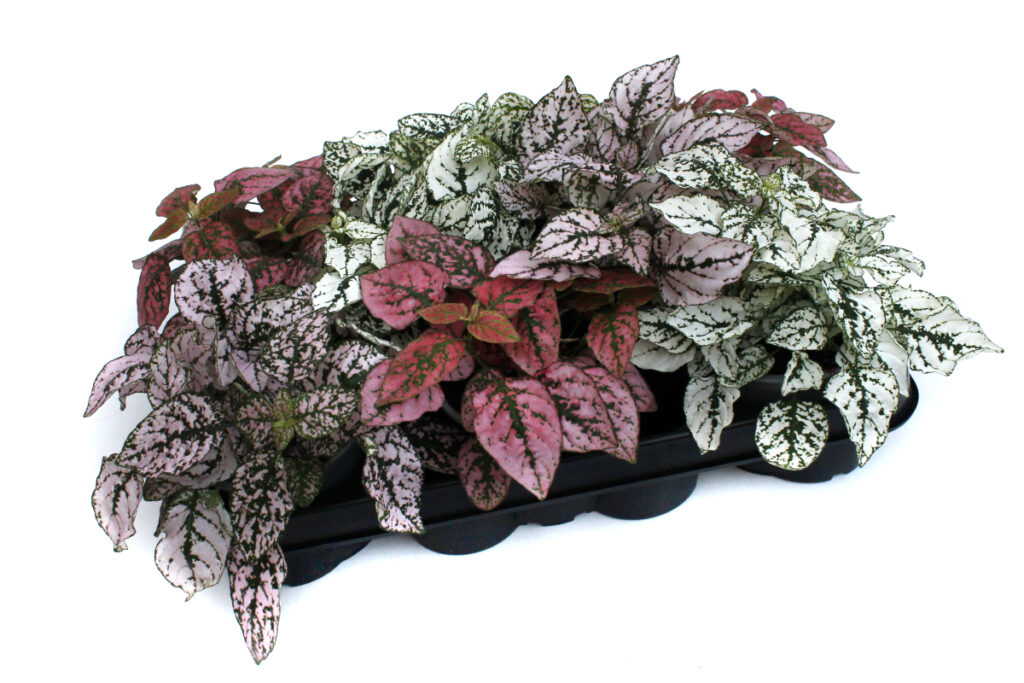 Punktblumen - Hypoestes Mix, 8 Pflanzen - Wir brauchen Blumen